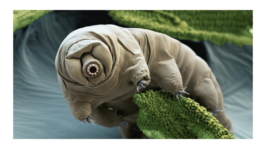 La ciencia ya sabe cuál será el animal que sobrevivirá al fin del mundo