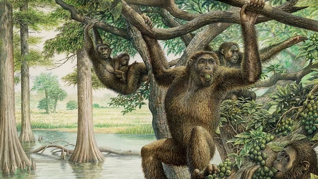 Descubren que el ser humano tuvo otro ancestro además de los simios ...