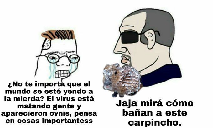 ¿Por qué los carpinchos invadieron las redes sociales?