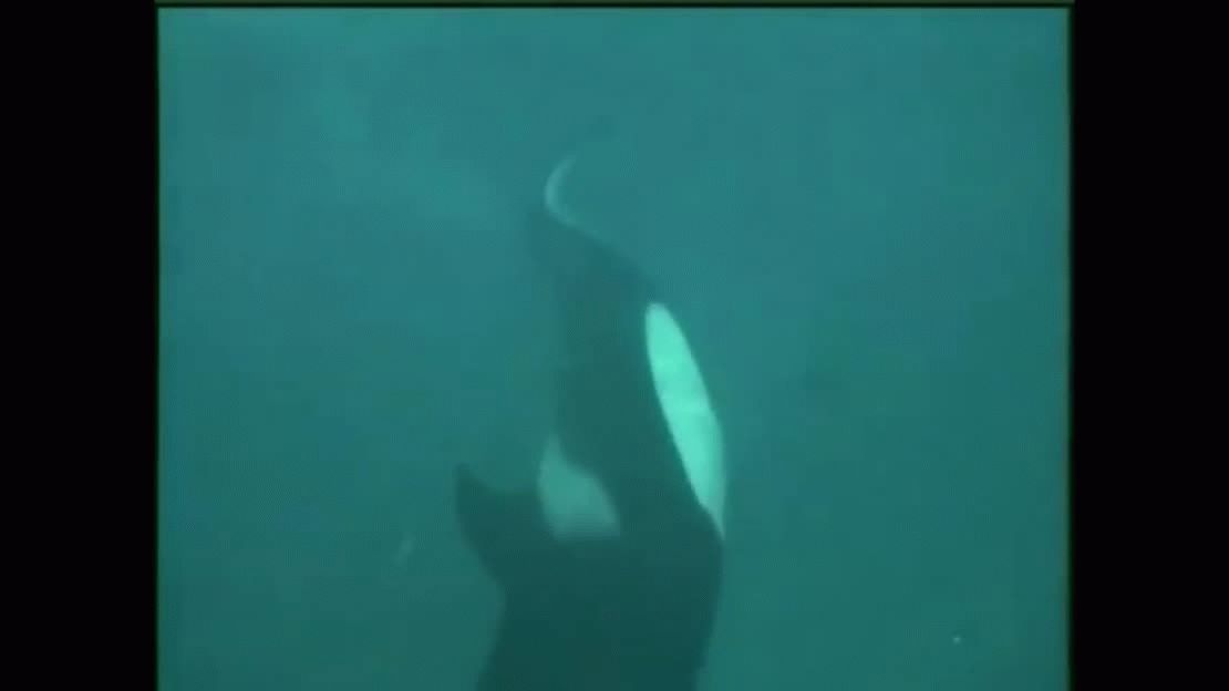 Escalofriante video de orca atacando a su entrenador