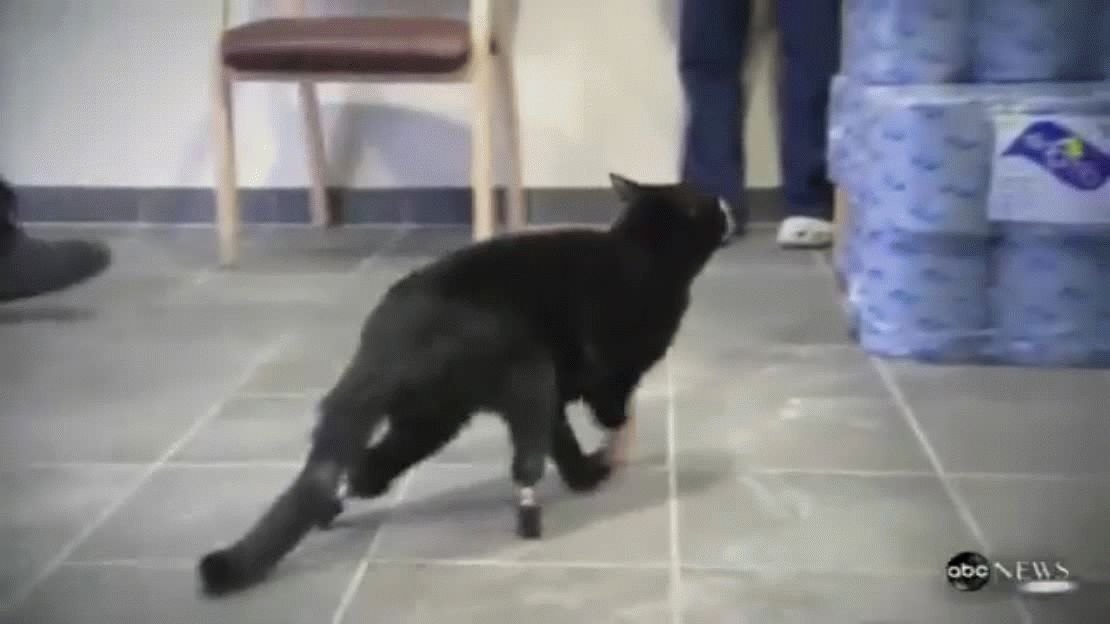 El primer gato biónico del mundo El primer gato biónico del mundo