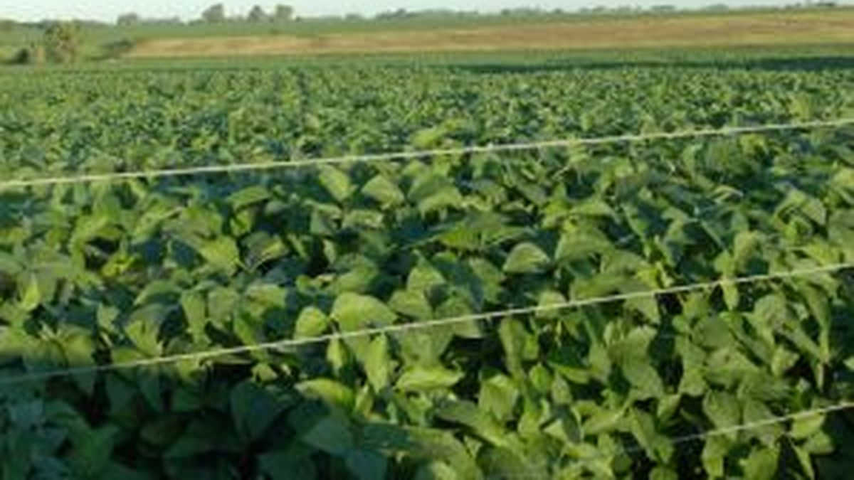 Agricultura eleva estimación de cosecha de soja a 61 M de toneladas