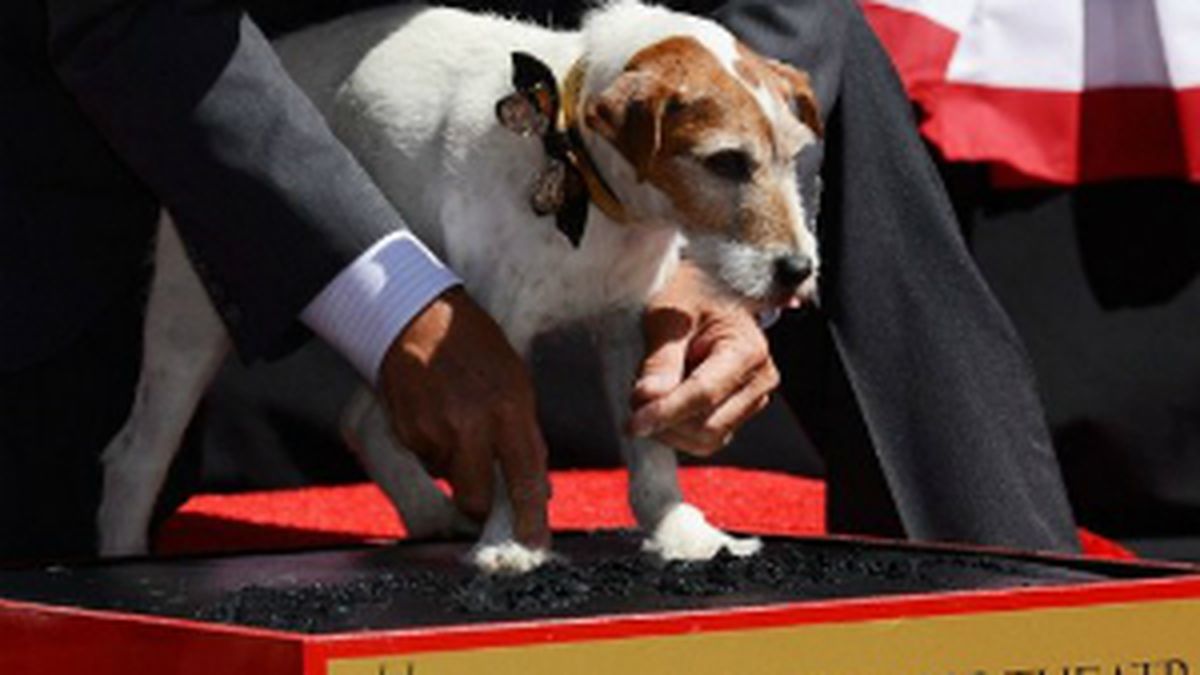 Perro de El Artista, inmortalizado en Hollywood