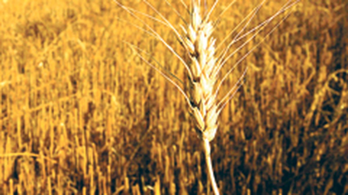 Mercado global volátil beneficia trigo argentino