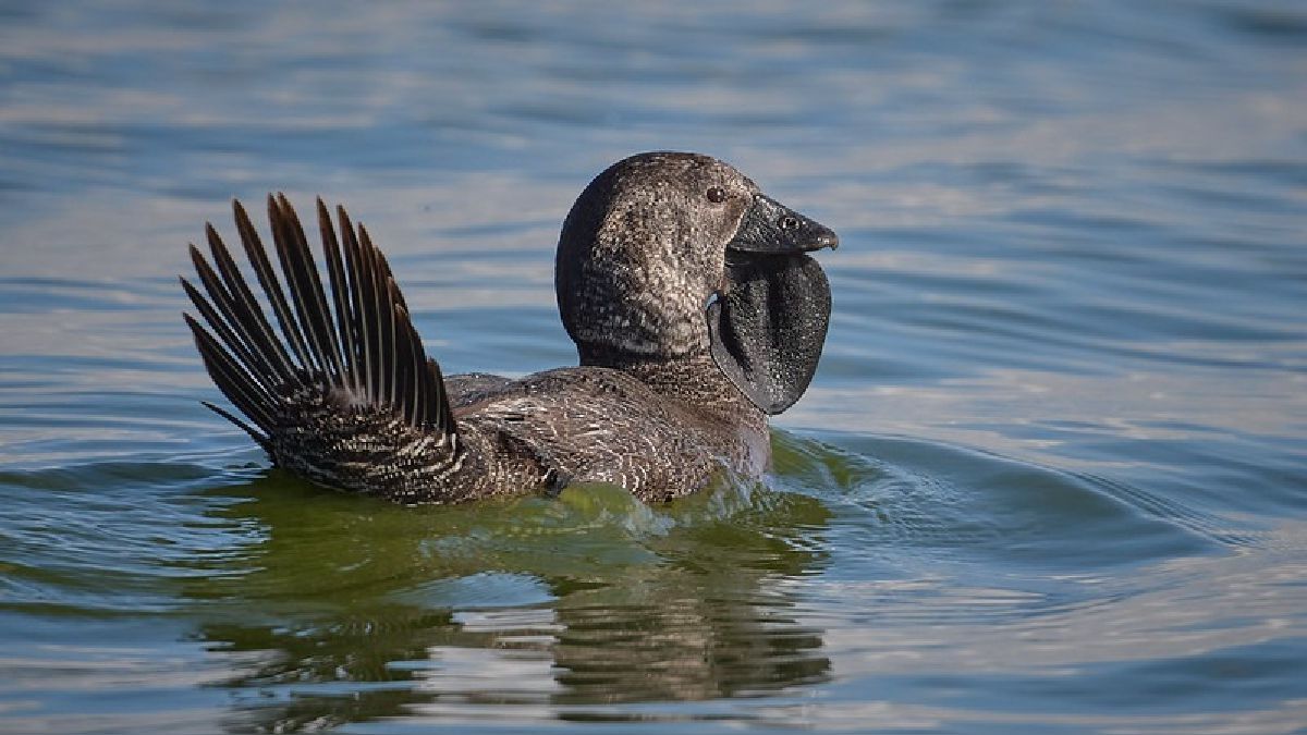 ¿Qué es el oro de los tontos y por qué su valor está en alza?