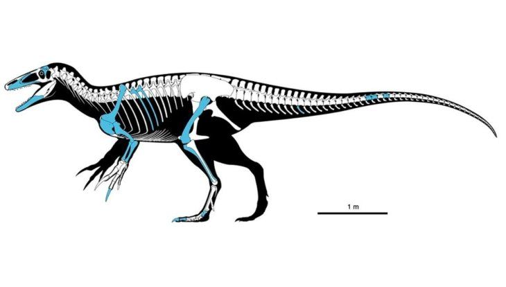 CONICET halló en Chubut al Joaquinraptor, un dinosaurio carnívoro que ...