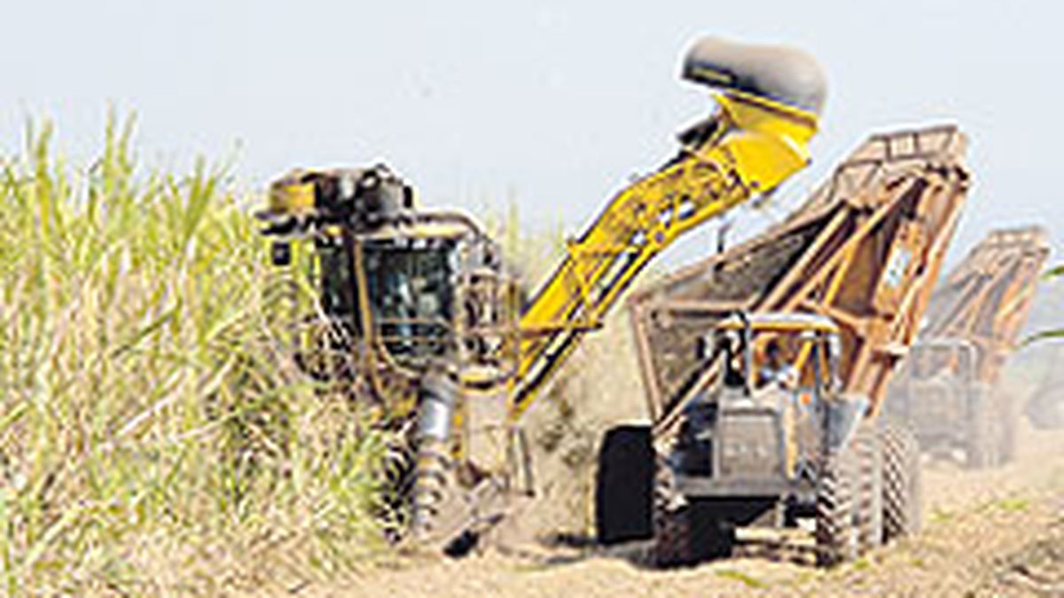 Creció 50% sector azucarero