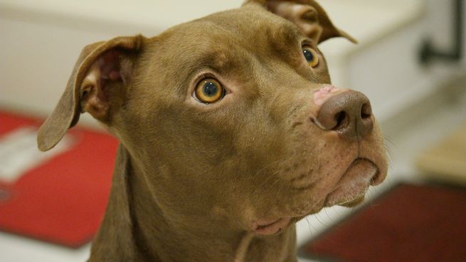 Mujer descubrió el idioma para que su perro la entienda