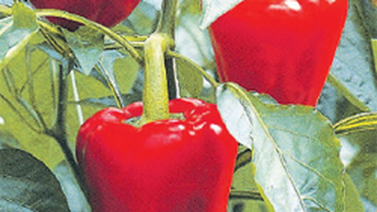 Morrón, la verdura de los múltiples gustos y colores