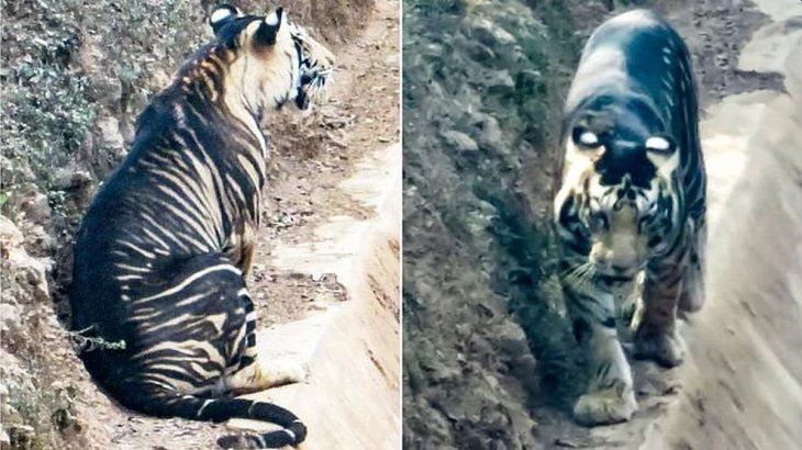 La foto de unos de los pocos tigres negros en el mundo