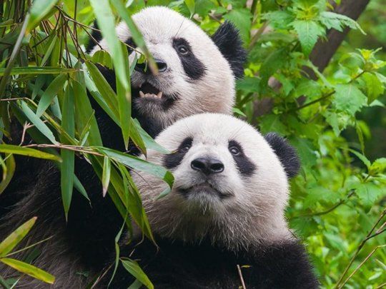 Muere Tuan Tuan, mítico panda donado por China a Taiwán para simbolizar ...