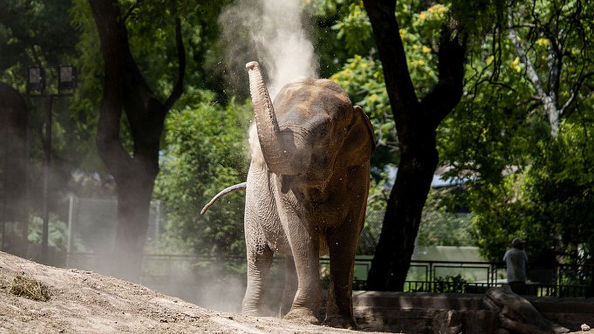 Elefanta que habitaba el ex–Zoológico porteño será trasladada a un ...