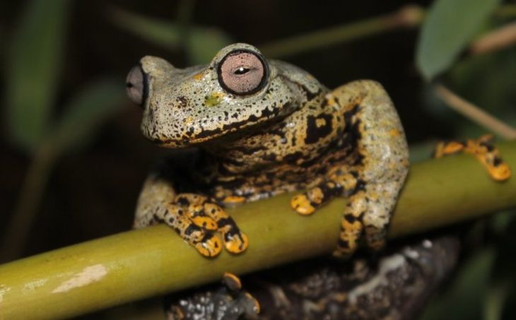 Descubren una rana Tolkien, que parece de un universo de fantasías