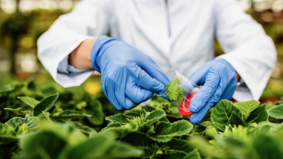 Advierten que el nuevo Imesi a fitosanitarios afecta la seguridad ...