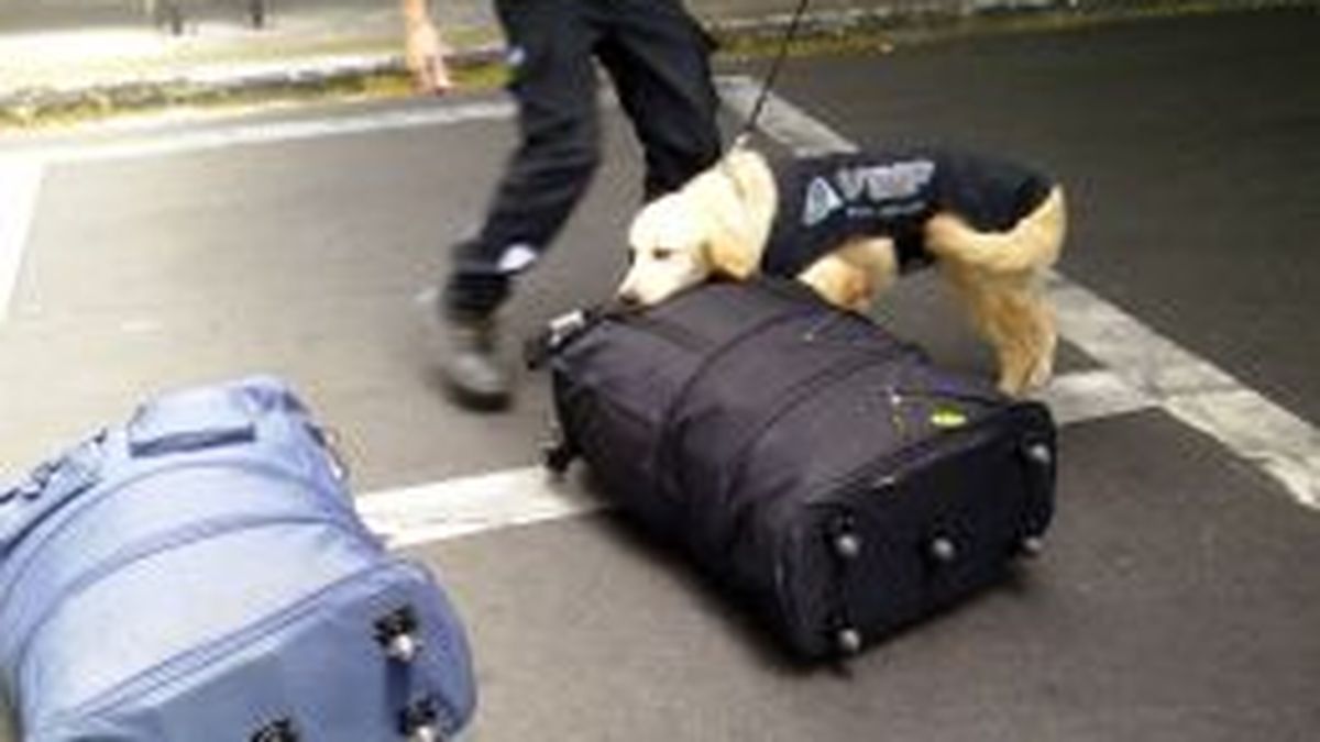 Ezeiza: incautaron 30 kg de cocaína