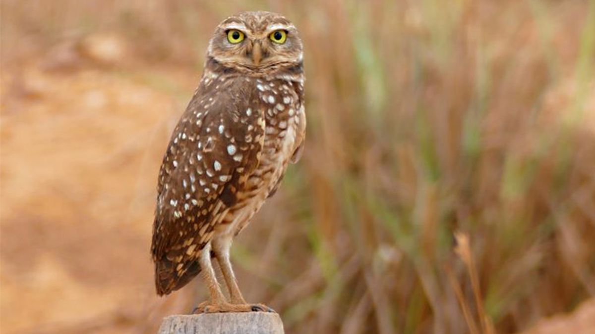 Rescataron más de 500 animales silvestres en Tucumán durante 2021