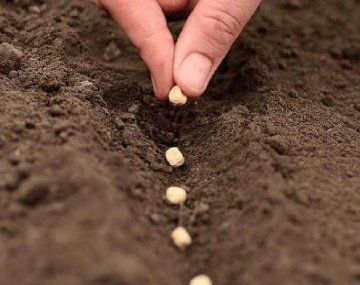 Bioceres. Últimas noticias de Bioceres | Ambito.com