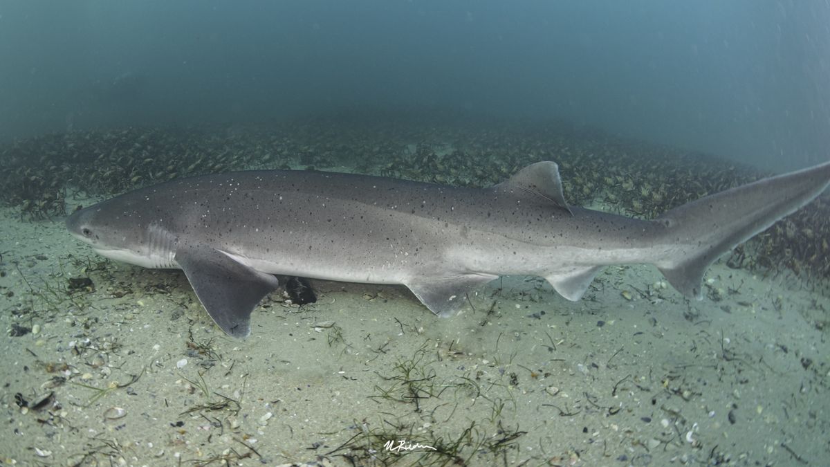 Piden proteger a la población de tiburón gatopardo amenazada por la ...