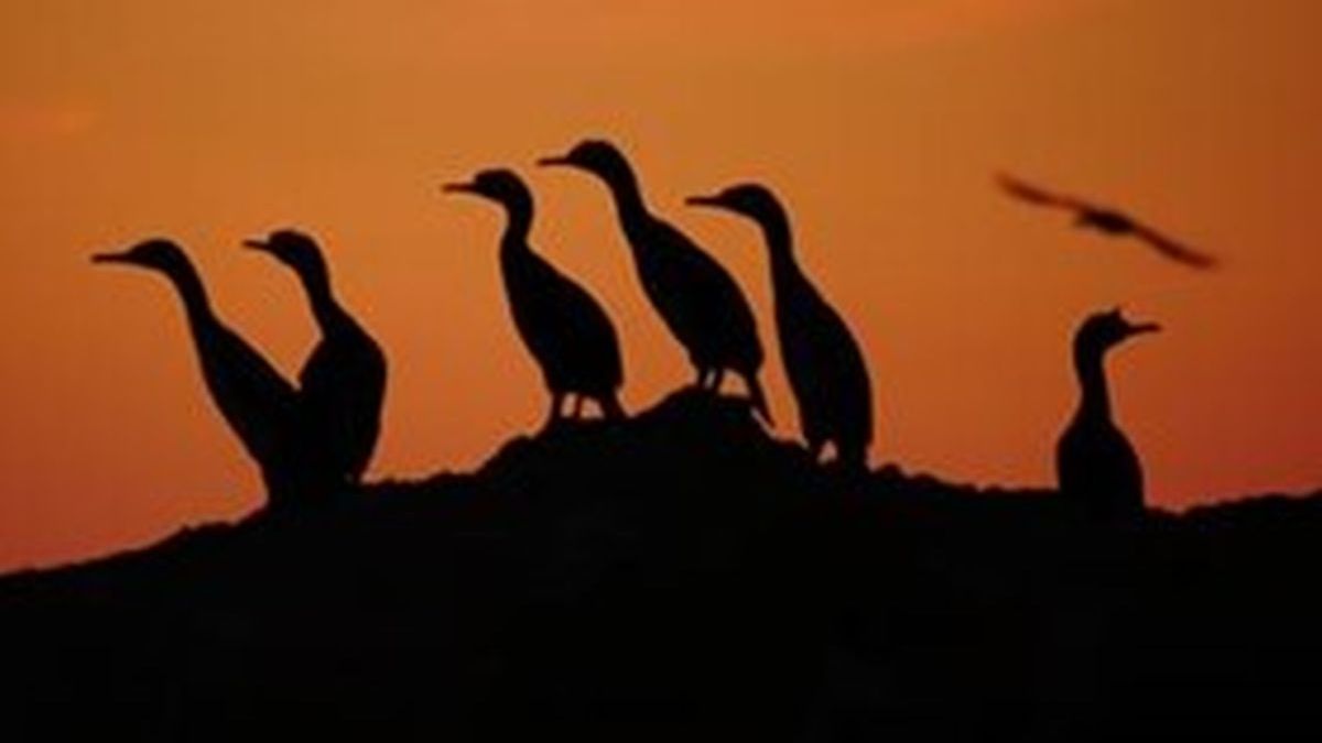 Amazonia: seis curiosidades del bosque tropical más grande del planeta