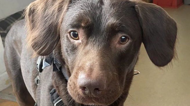 Un perro tuvo que tratar su adicción al alcohol: conocé su historia