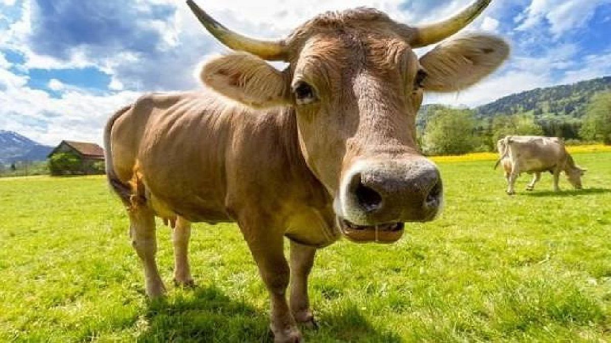 El negocio ganadero va derecho al matadero: cómo evitar épocas de vacas ...