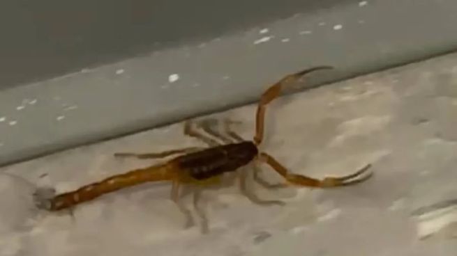 El Lengüitas le exige al Gobierno porteño la fumigación de alacranes