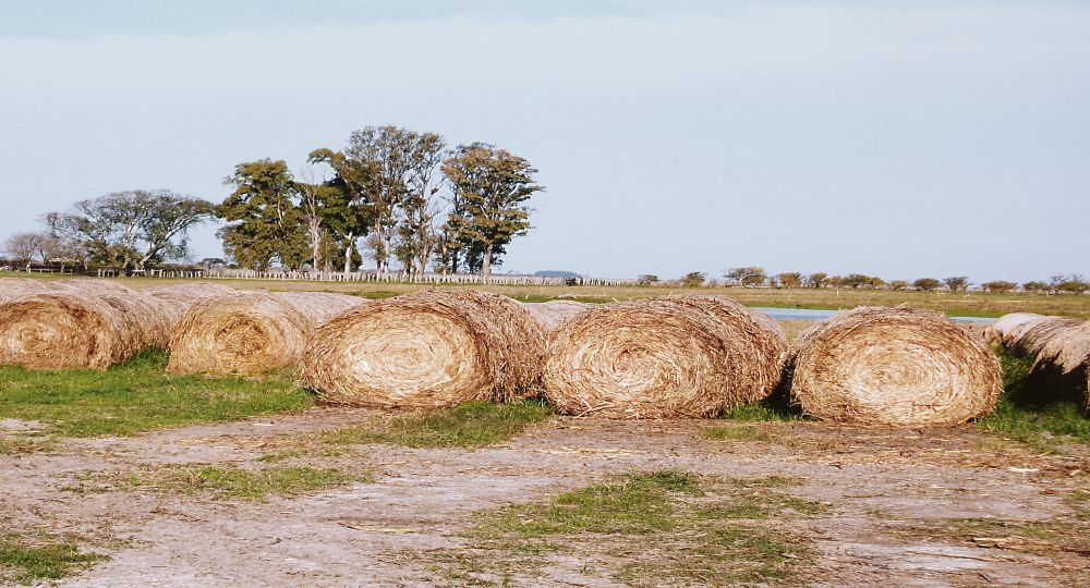 Forrajes: la clave está en obtener la mayor cantidad de nutrientes