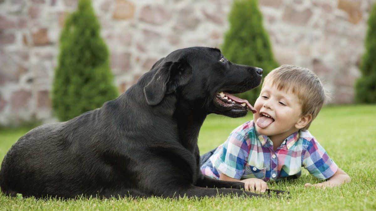 Un estudio revela que el perro es el mejor amigo de los niños