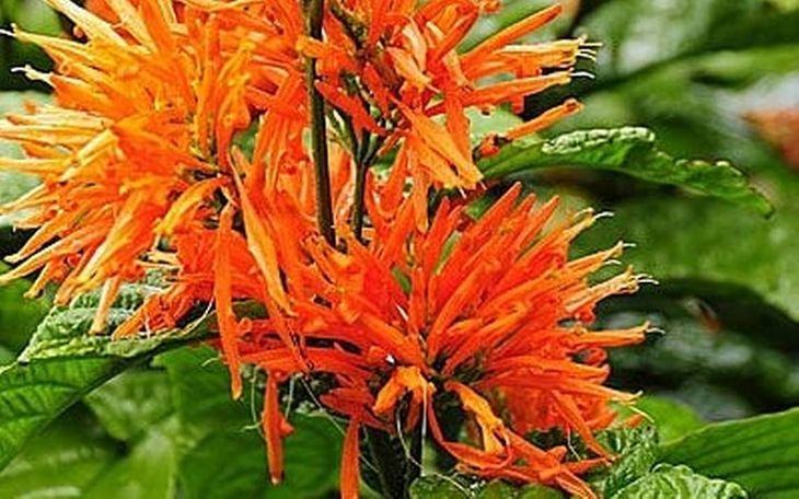 Esta es la planta mexicana que los expertos recomiendan por sus ...