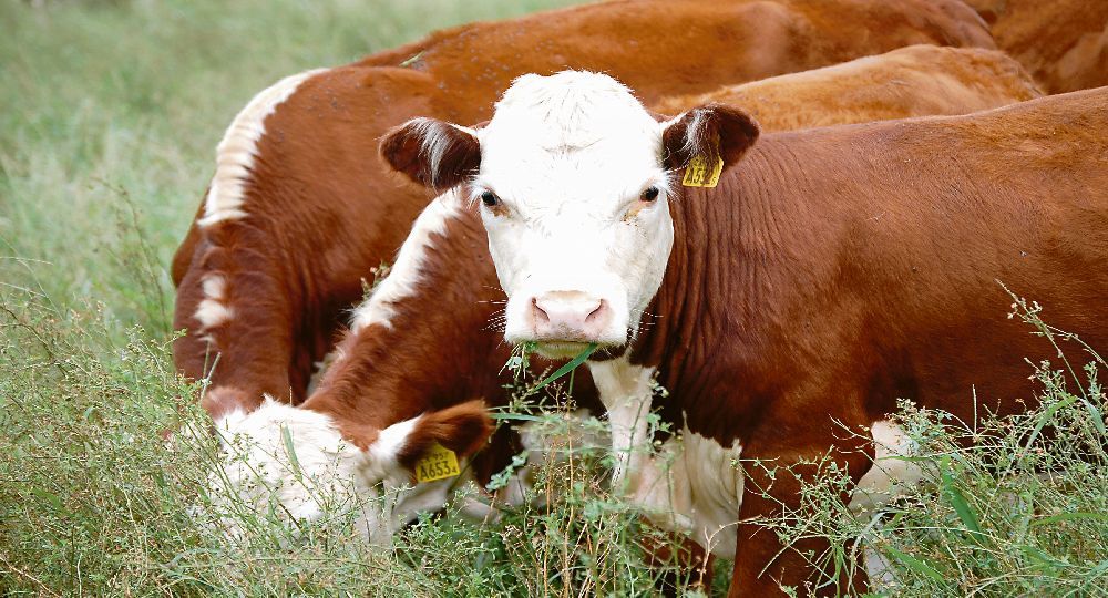 ¿Y dónde está el pasto?