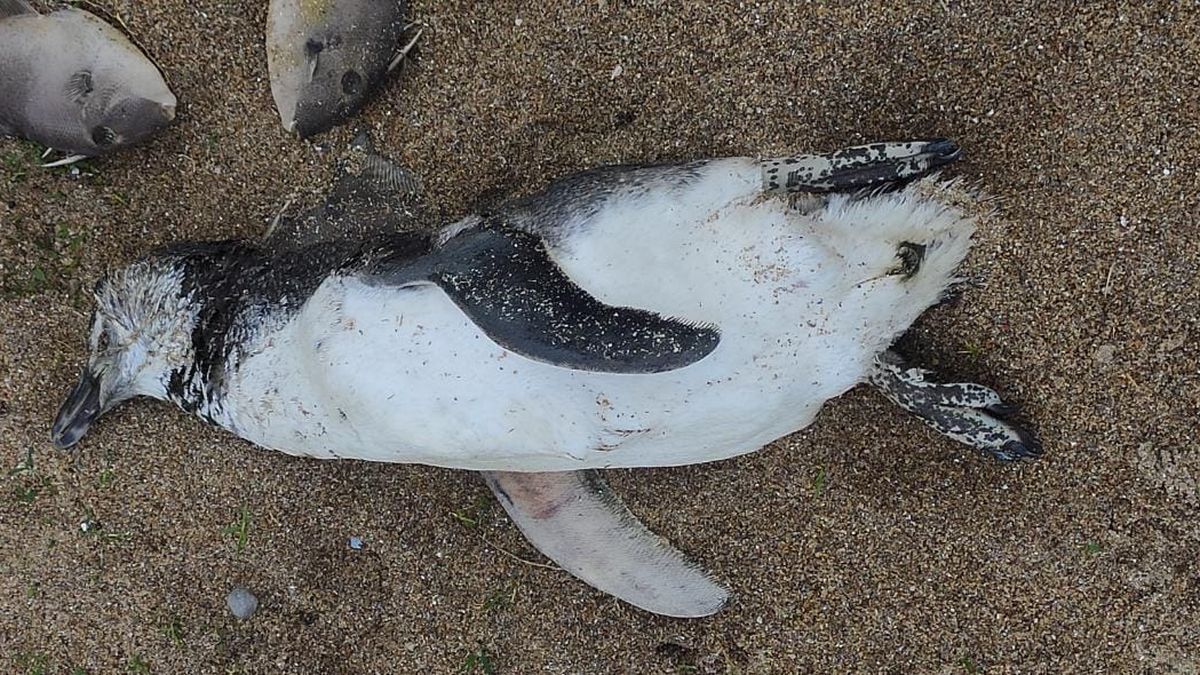 Las razones de los cientos de pingüinos muertos en las costas uruguayas
