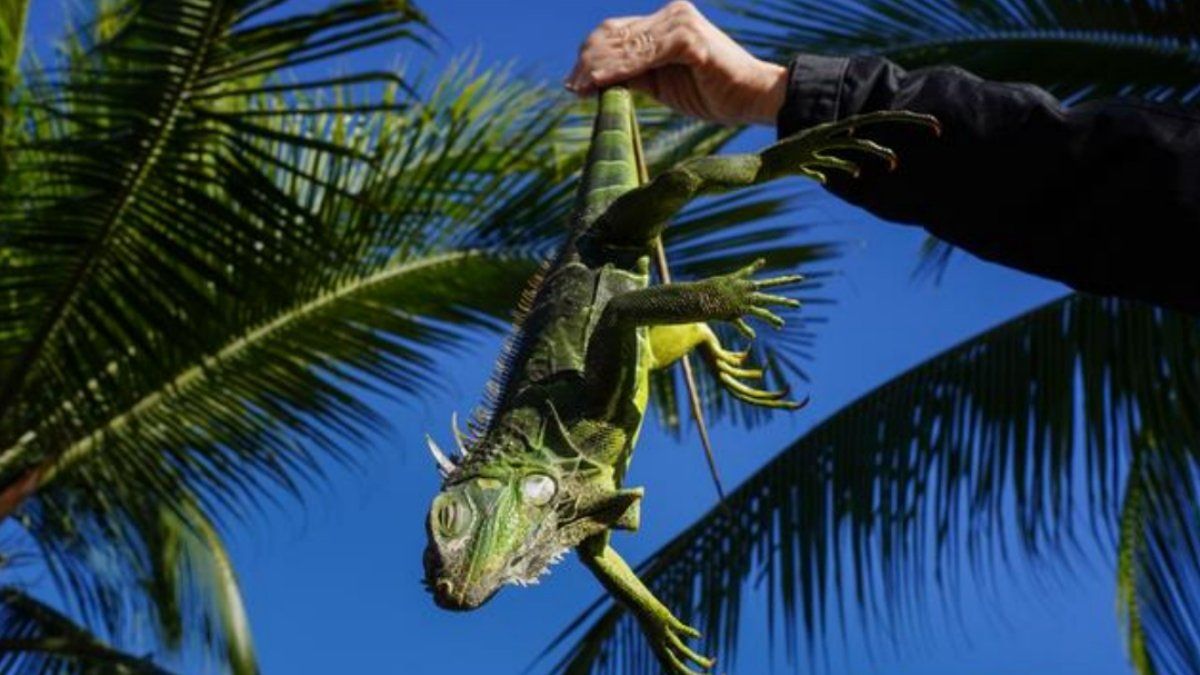 Por qué en EEUU podrían llover iguanas