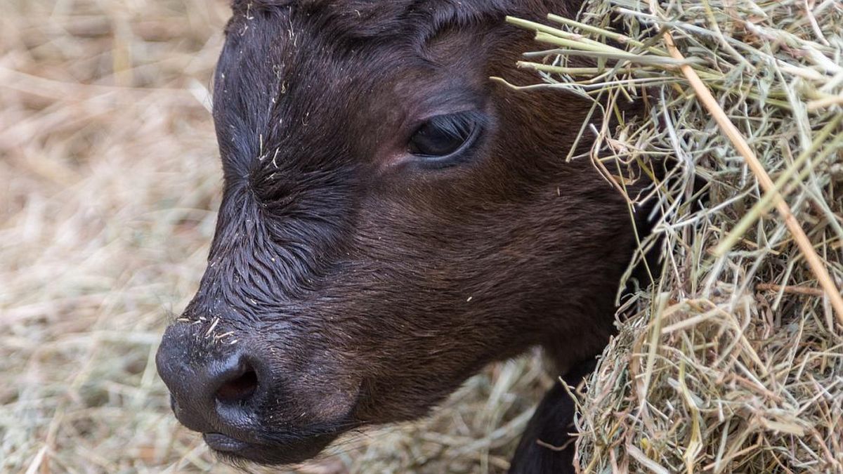 Nació un ternero en La Rural y lo bautizaron como un jugador de Boca