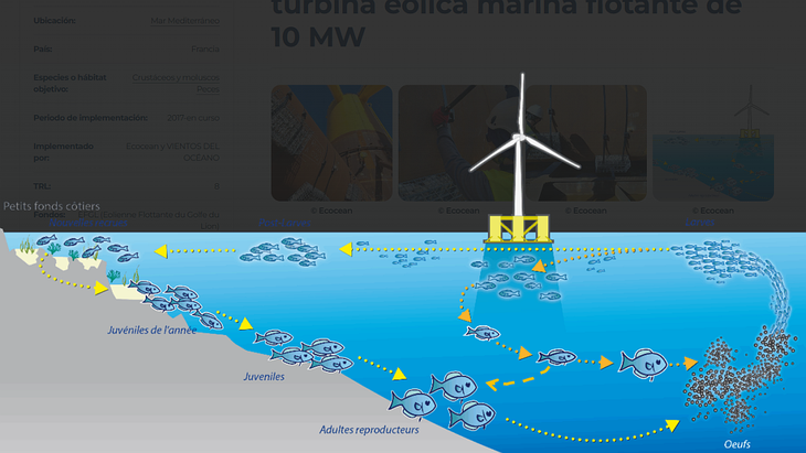 Parque eólico flotante de Francia usa hábitats marinos artificiales ...