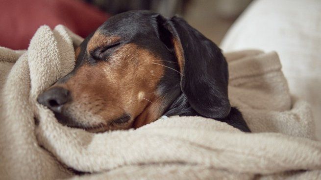 Cada 28 de mayo se celebra el Día Mundial del Perro Sin Raza: el 75% de ...
