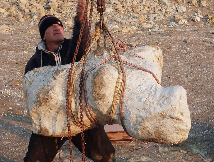 ¿Cómo era el Perucetus colossus?: el animal más grande de toda la historia