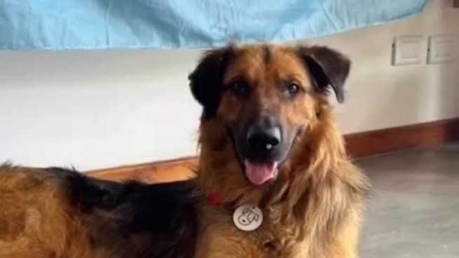 La historia de Leo, el perro que fue rescatado en los festejos del ...