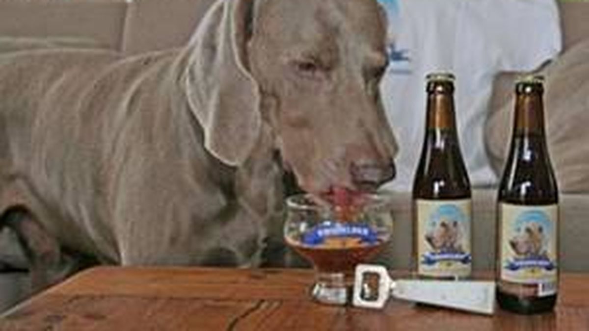 Cerveza artesanal para perros, innovador alimento en EEUU