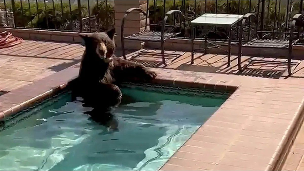 EEUU: un oso combatió la ola de calor metiéndose en una pileta familiar