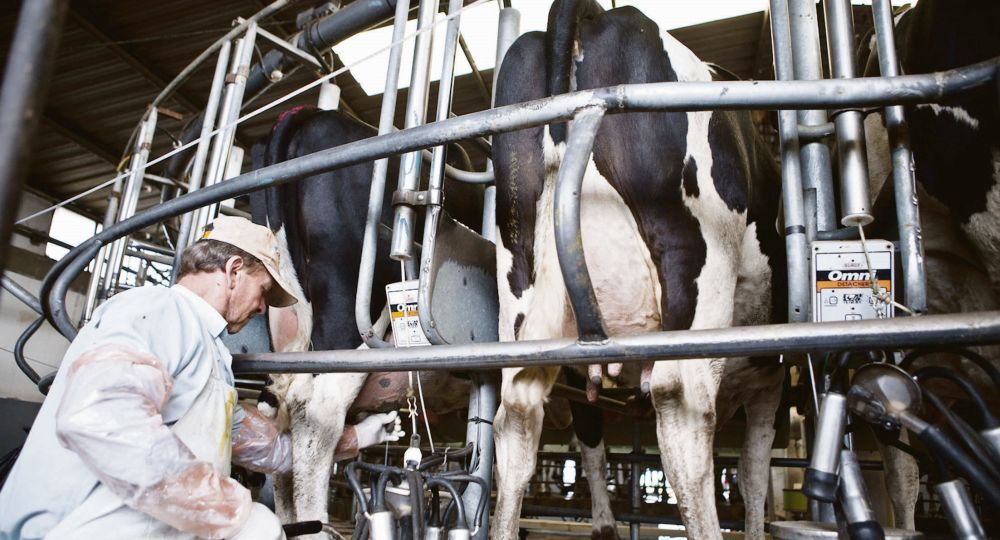 Estiman que este año la producción de leche será menor que en 2016