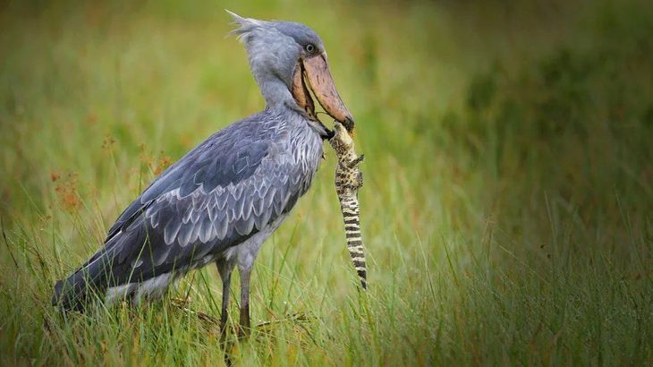 Picozapato: el peculiar pájaro africano que se alimenta de cocodrilos