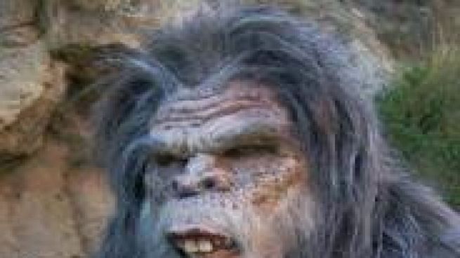 Pánico en Salta: aseguran haber visto un ucumar, un animal mítico del ...