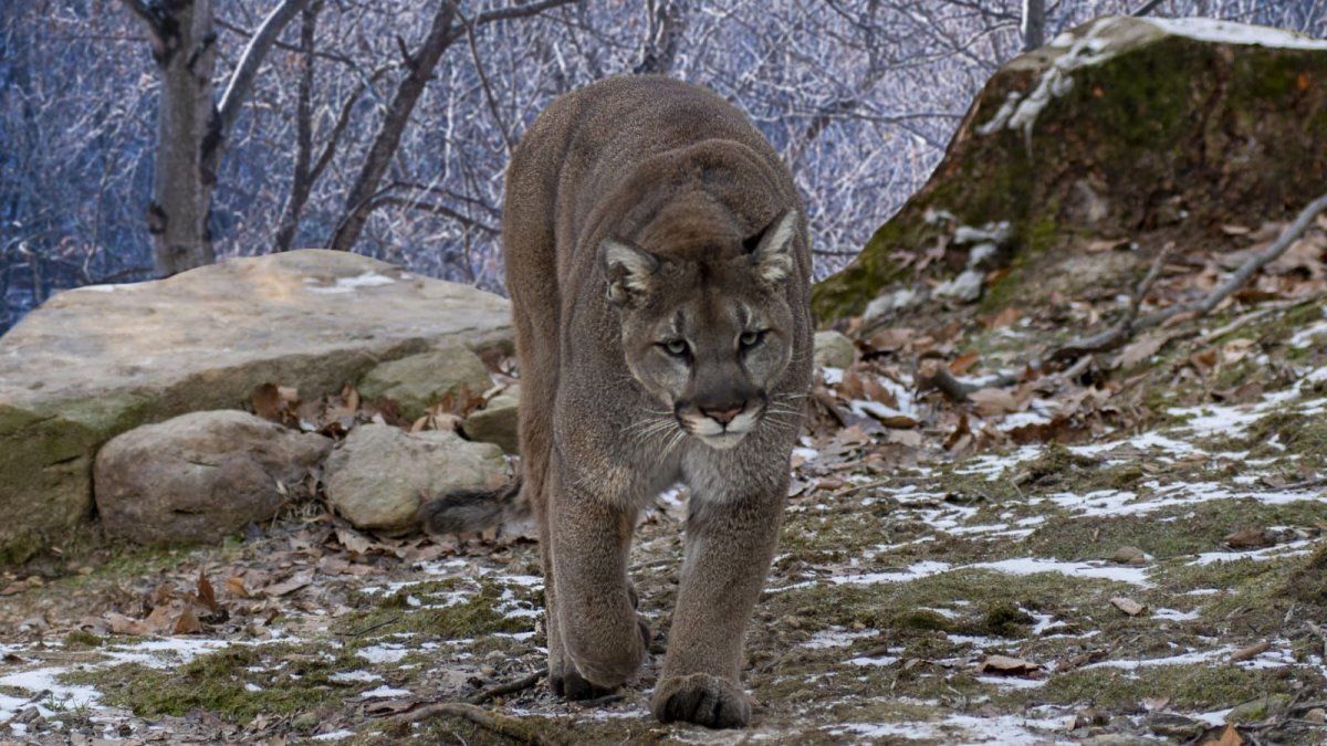 Jujuy: un hombre mató a golpes a un puma y será multado