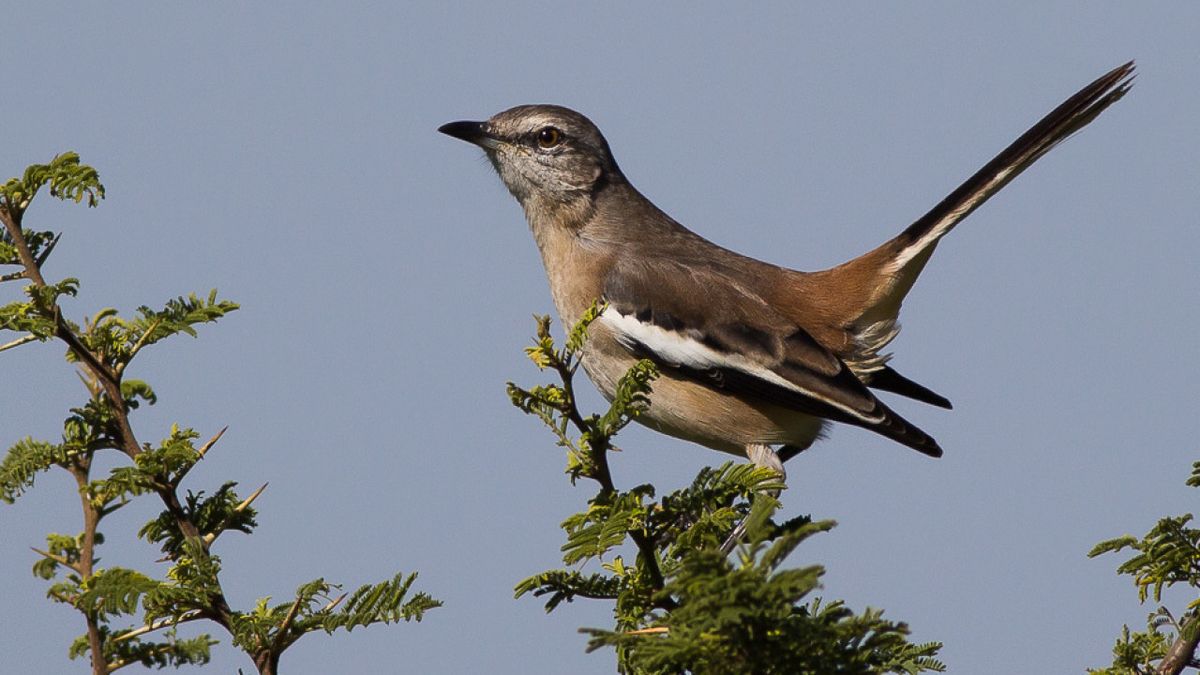Lo que el canto de la calandria revela: mitos, señales y secretos de un ...