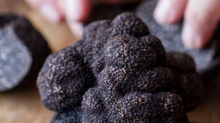 Arrancó la cosecha de trufa negra en el país, uno de los pocos en ...