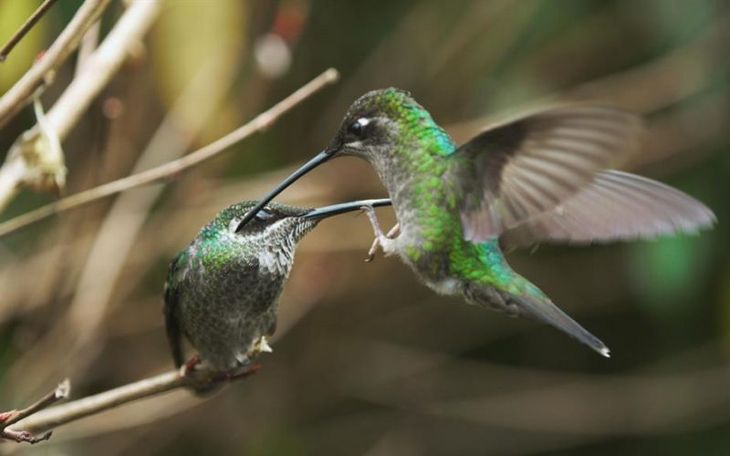 Colibríes hembras simulan ser machos por un insólito motivo