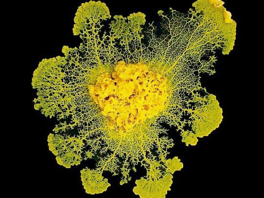 Blob, el organismo que sorprende a la ciencia: sin cerebro, con 720 ...