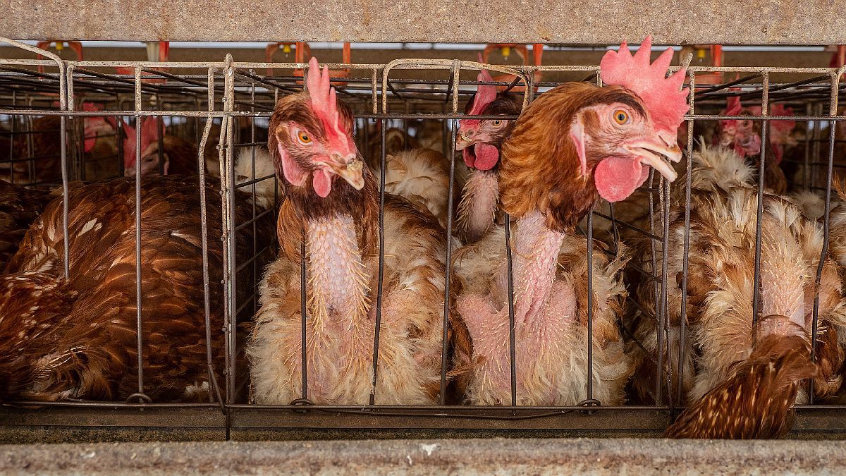 Huevos de gallina: cada vez más empresas asumen el compromiso libre de ...