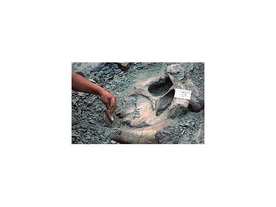 Descubrieron en China pterosaurios de hace 160 millones de años