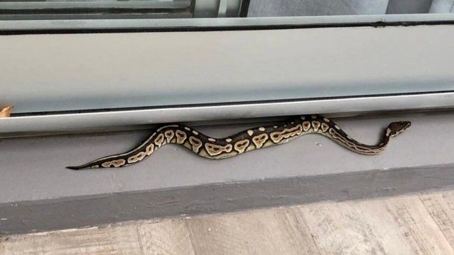 Susto en Palermo: apareció una pitón en el balcón de un departamento